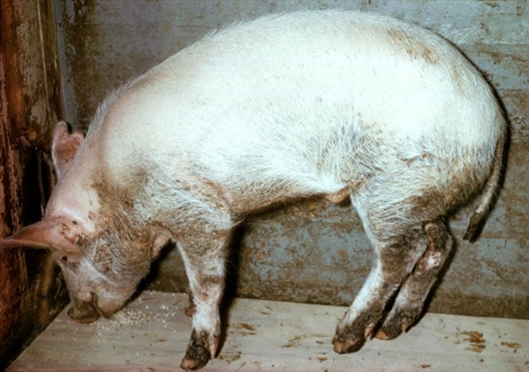 Parakeratosis in Pigs - Integumentary System - MSD Veterinary Manual
