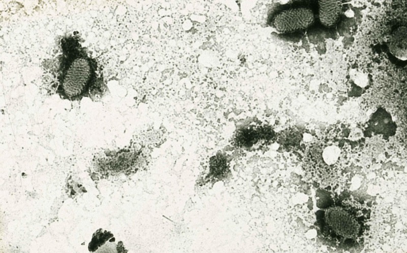 Image:Parapox virus, pseudocowpox, cow-MSD Veterinary Manual