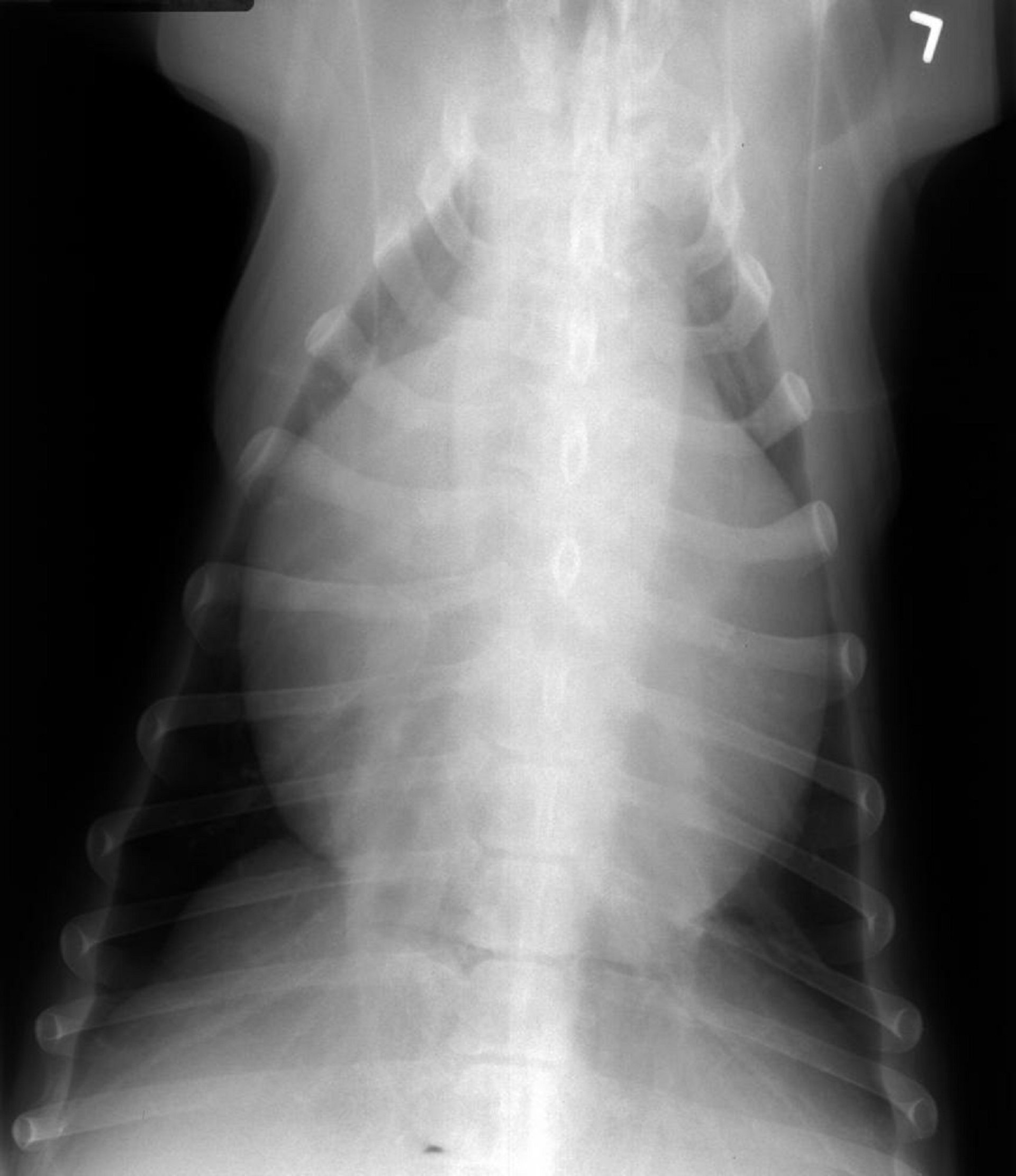 Pericardial Disease in Dogs and Cats - Circulatory System - Merck ...
