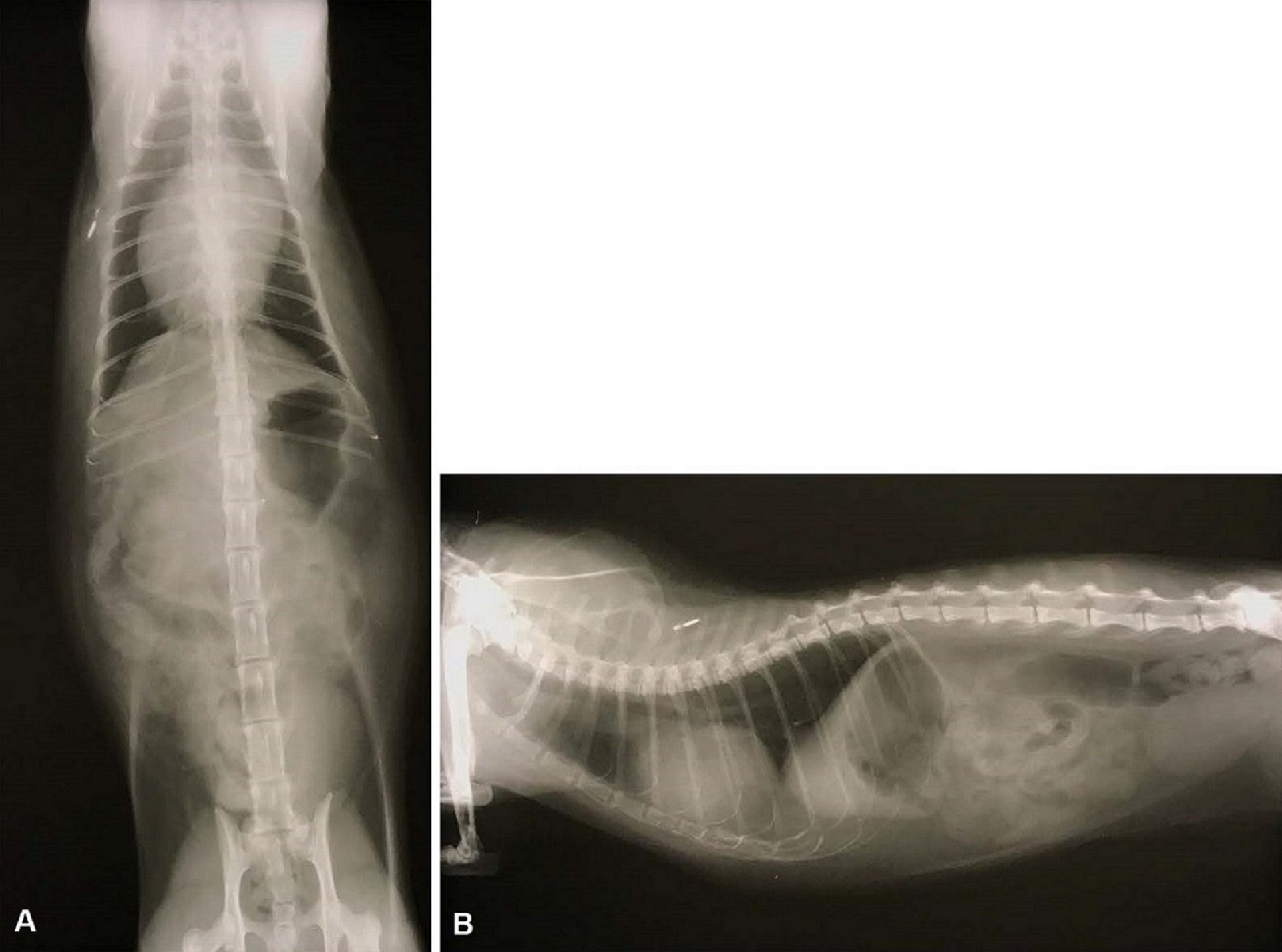 Image:Peritoneopericardial diaphragmatic hernia, cat-MSD Veterinary Manual