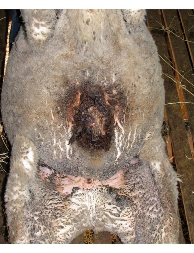 Image:Ovine posthitis, ram-MSD Veterinary Manual