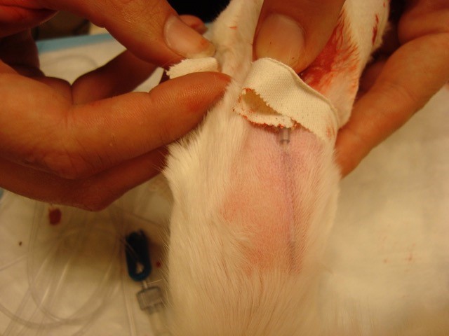 Image:Arterial catheterization, rabbit-Merck Veterinary Manual