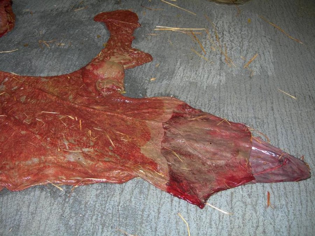 Image:Placentitis, mare-Merck Veterinary Manual