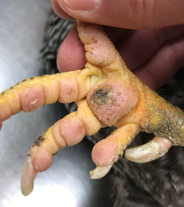 Image:Pododermatitis, chicken-Merck Veterinary Manual