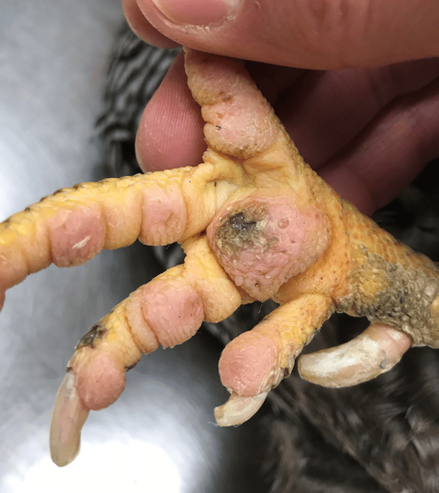 Image:Pododermatitis, pollo-Manual de veterinaria de Merck