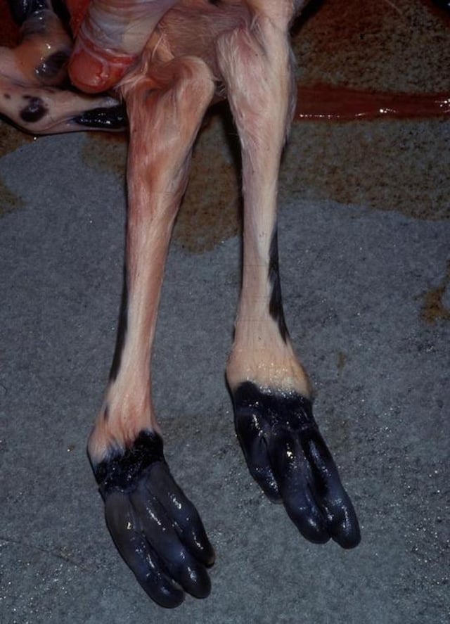 Diseases of Llamas and Alpacas - Diseases of Llamas and Alpacas - MSD ...