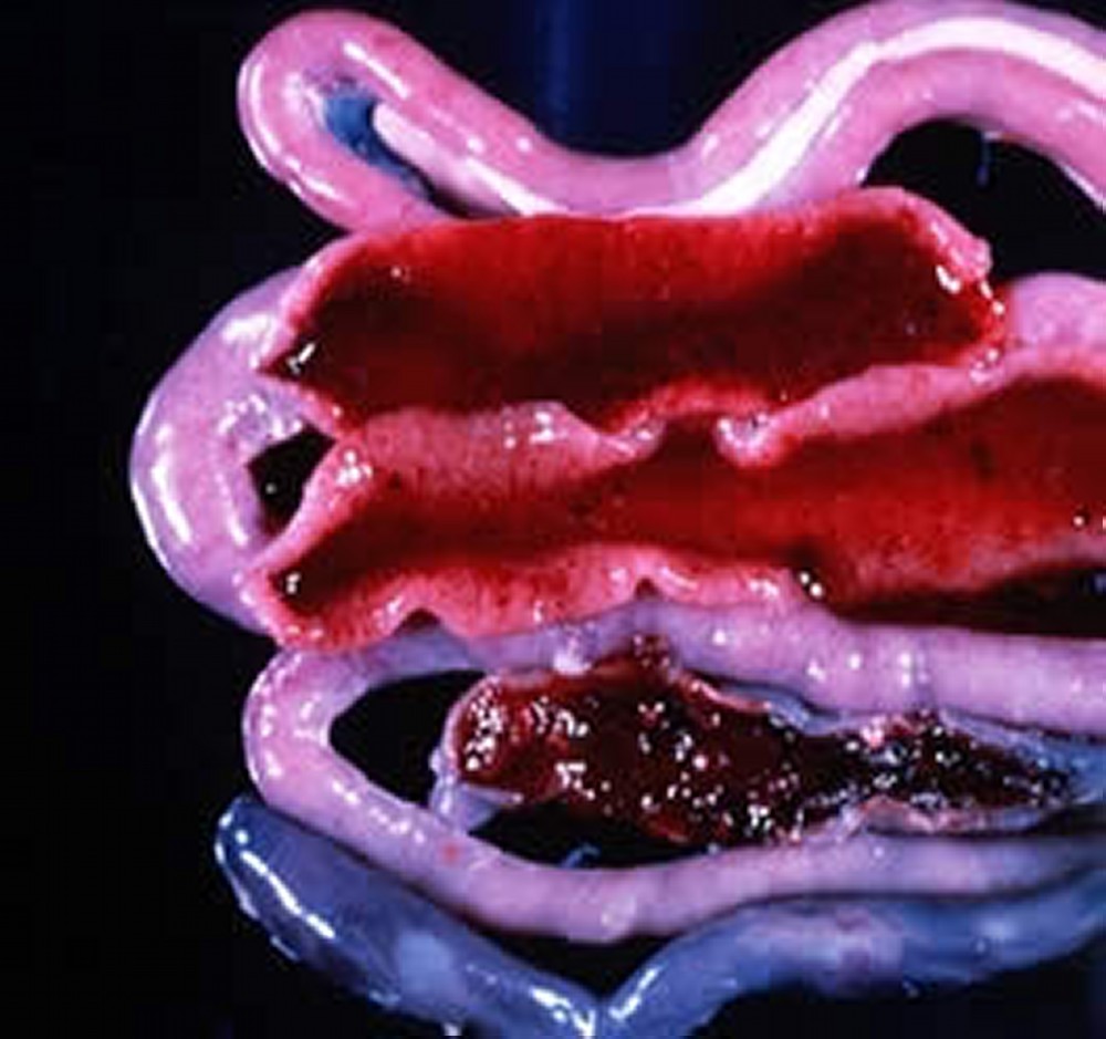 Image:Eimeria necatrix, gross lesions, chicken-MSD Veterinary Manual