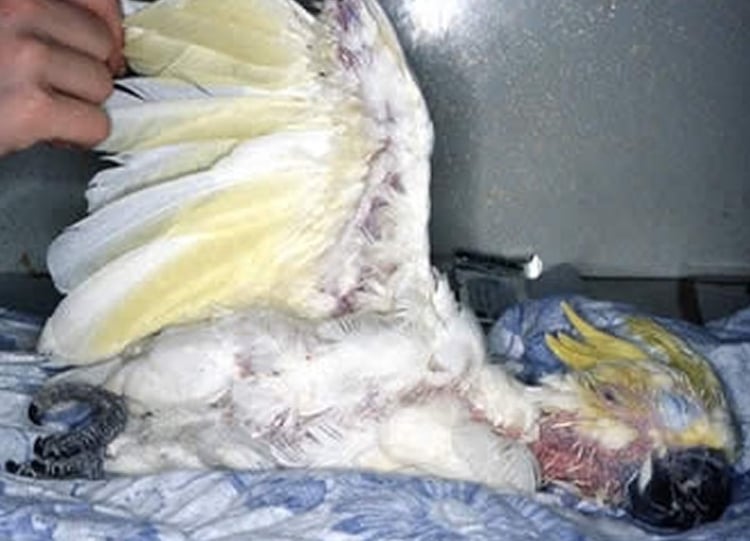 Image:Psittacine beak and feather disease, cockatoo-Merck Veterinary Manual