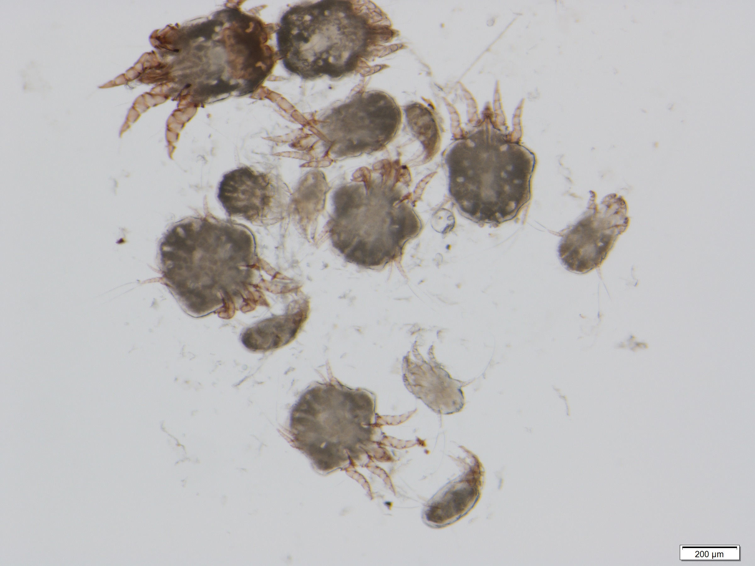 Image:Psoroptes cuniculi, sheep-Merck Veterinary Manual