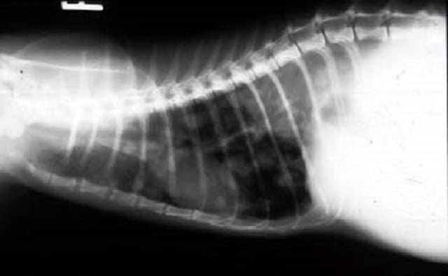 Neoplasia of the Respiratory System in Dogs and Cats - Respiratory ...