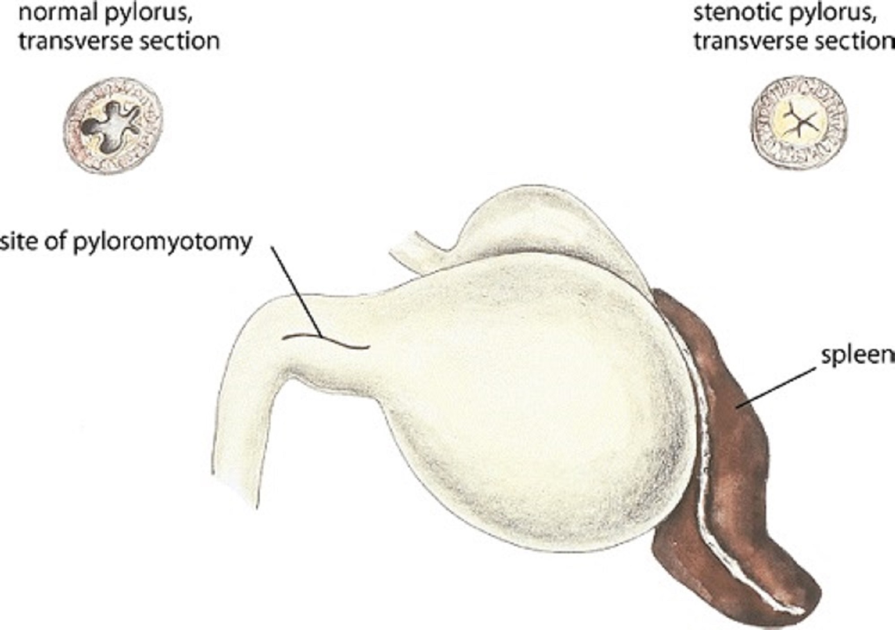 Image:Pyloric stenosis, pyloromyotomy site-MSD Veterinary Manual