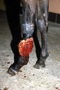 Image:Pythium insidiosum, horse-MSD Veterinary Manual