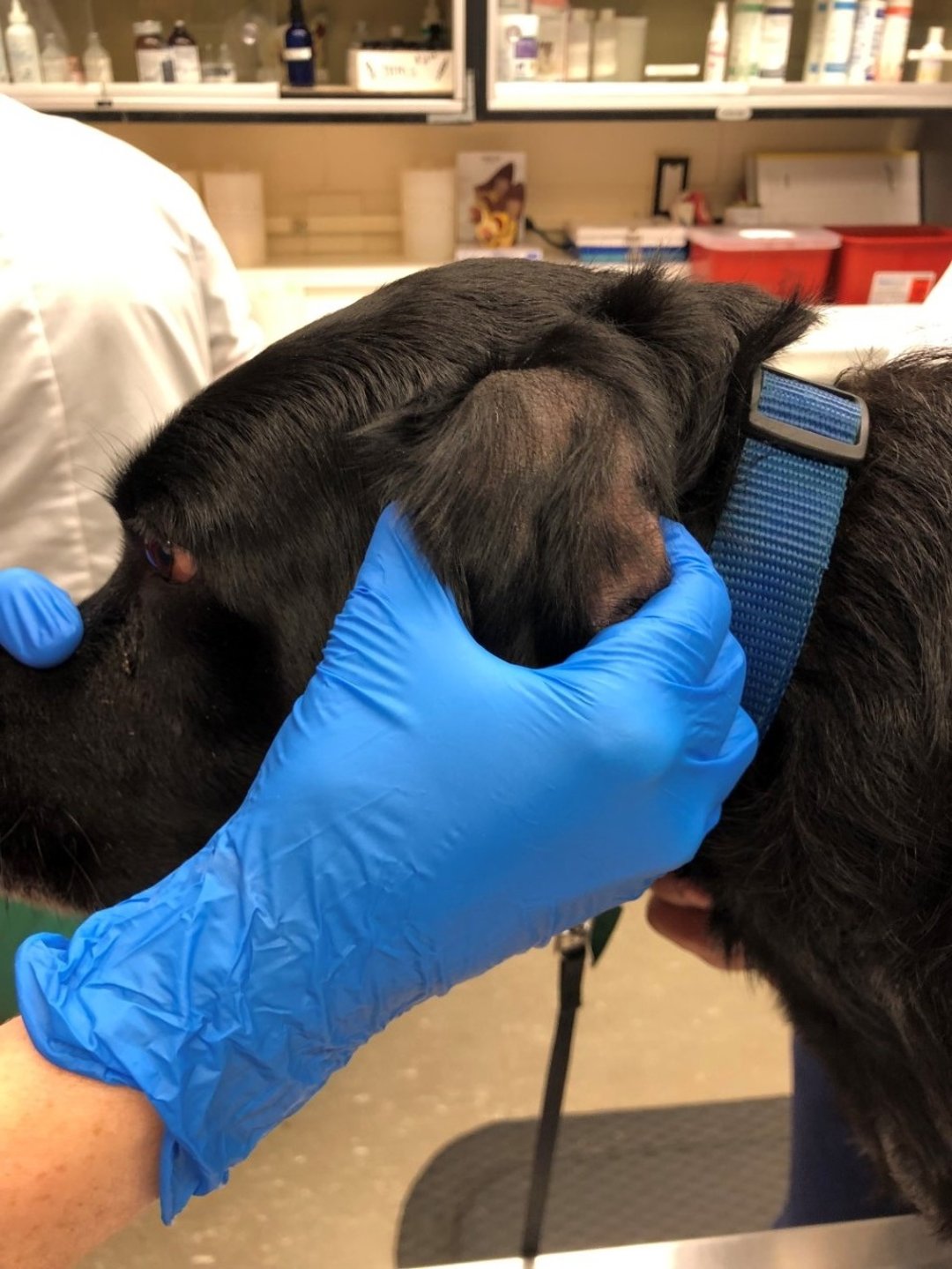 Otitis Externa in Animals - Ear Disorders - MSD Veterinary Manual