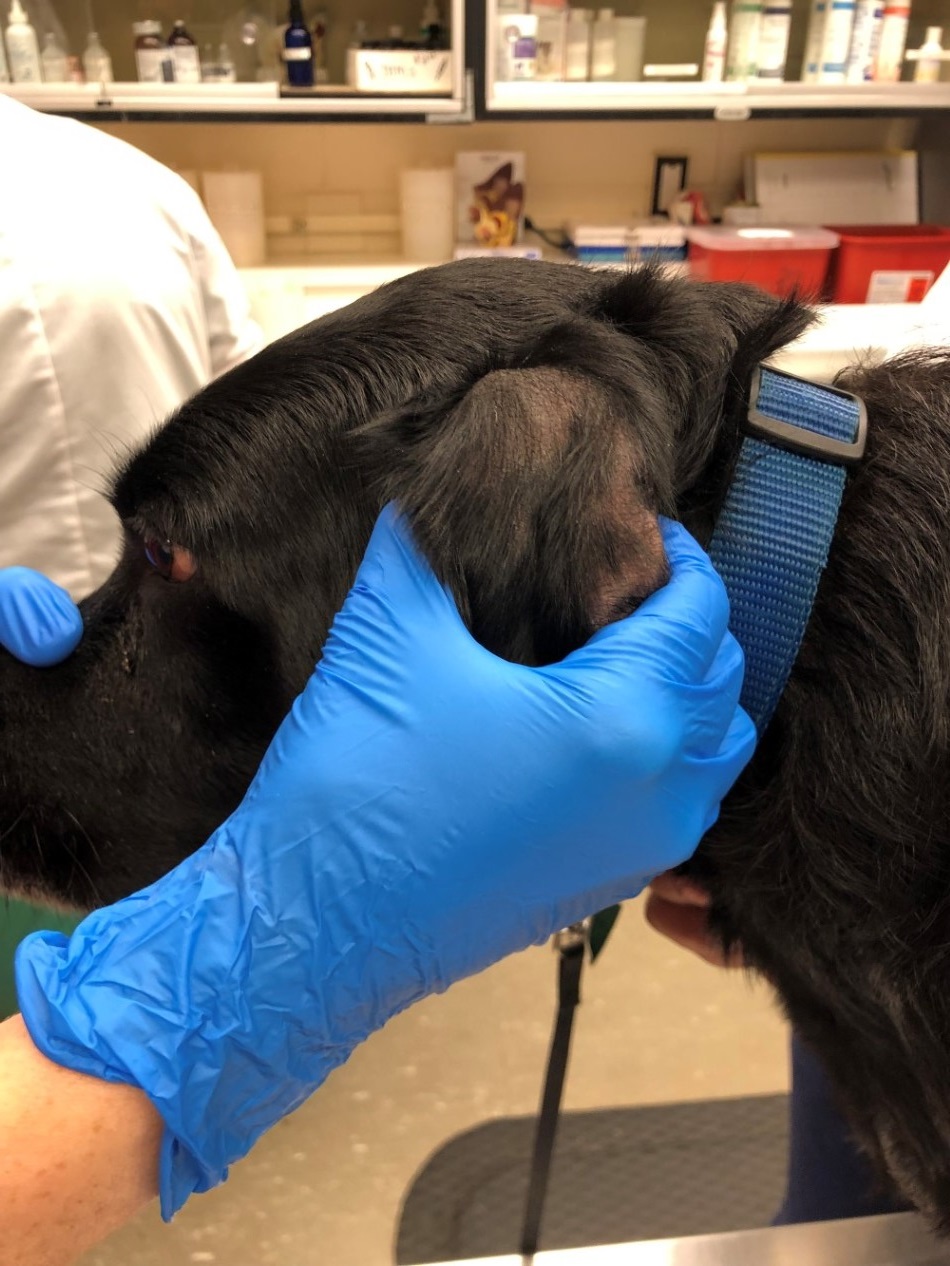 Otitis Externa in Animals - Ear Disorders - MSD Veterinary Manual