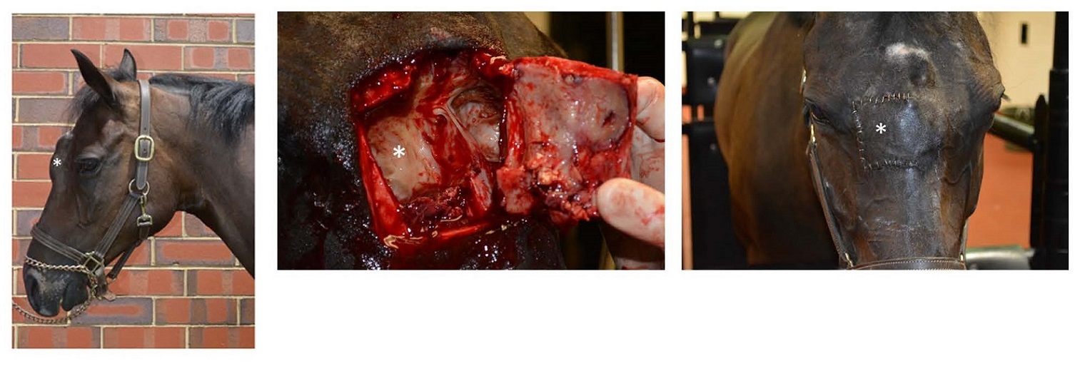 Image:Paranasal sinus cyst, horse-MSD Veterinary Manual