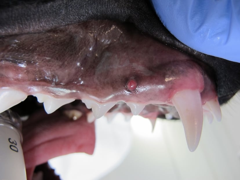 Oral Inflammatory and Ulcerative Disease in Small Animals - Oral ...