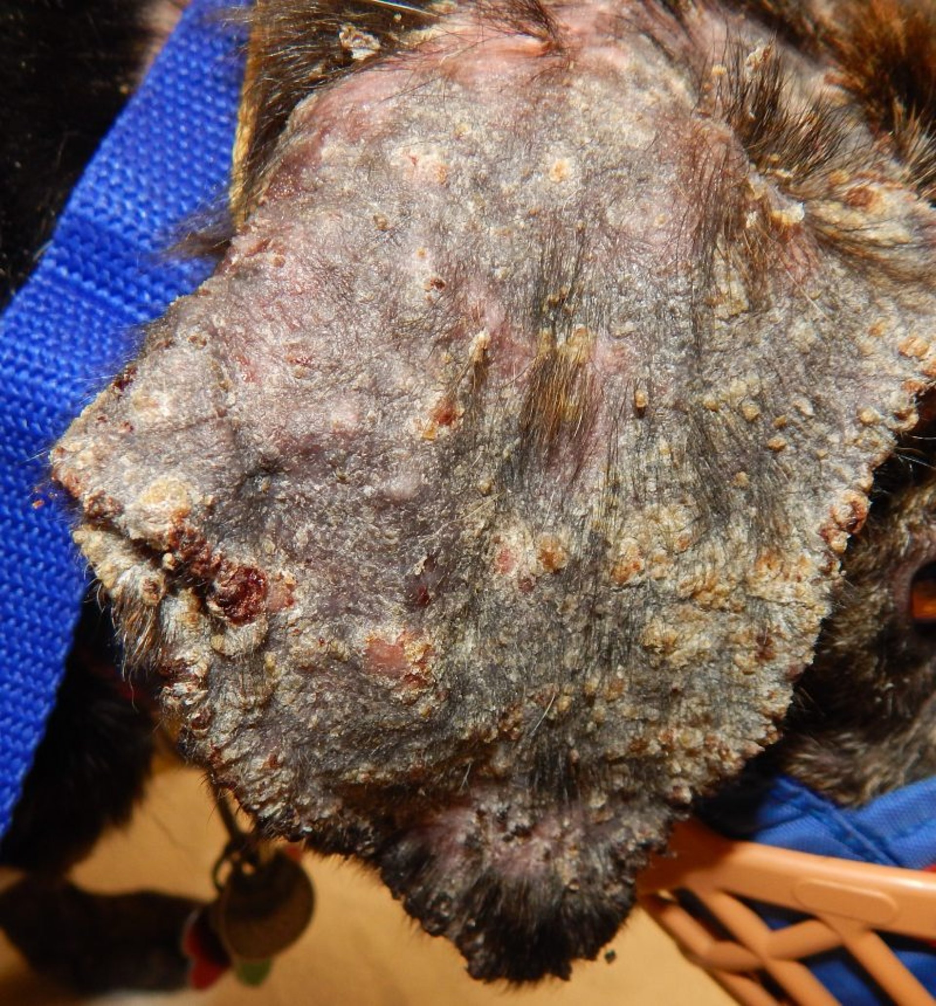 Miscellaneous Diseases Affecting the Pinna in Dogs and Cats - Ear ...