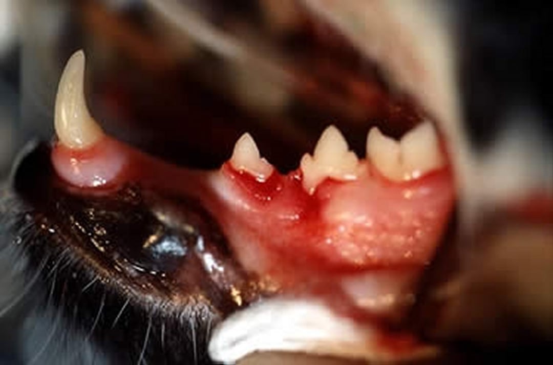 Periodontal Disease in Small Animals - Digestive System - MSD ...