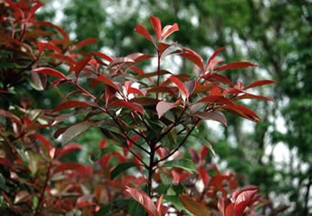 Image:Photinia spp (Red Tip Photinia), young plant-Merck Veterinary Manual