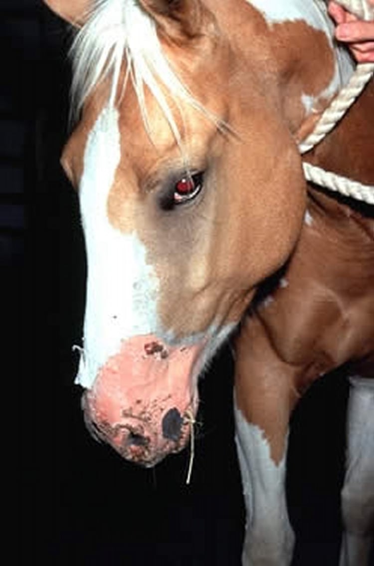 Overview of Photosensitization in Animals - Integumentary System ...