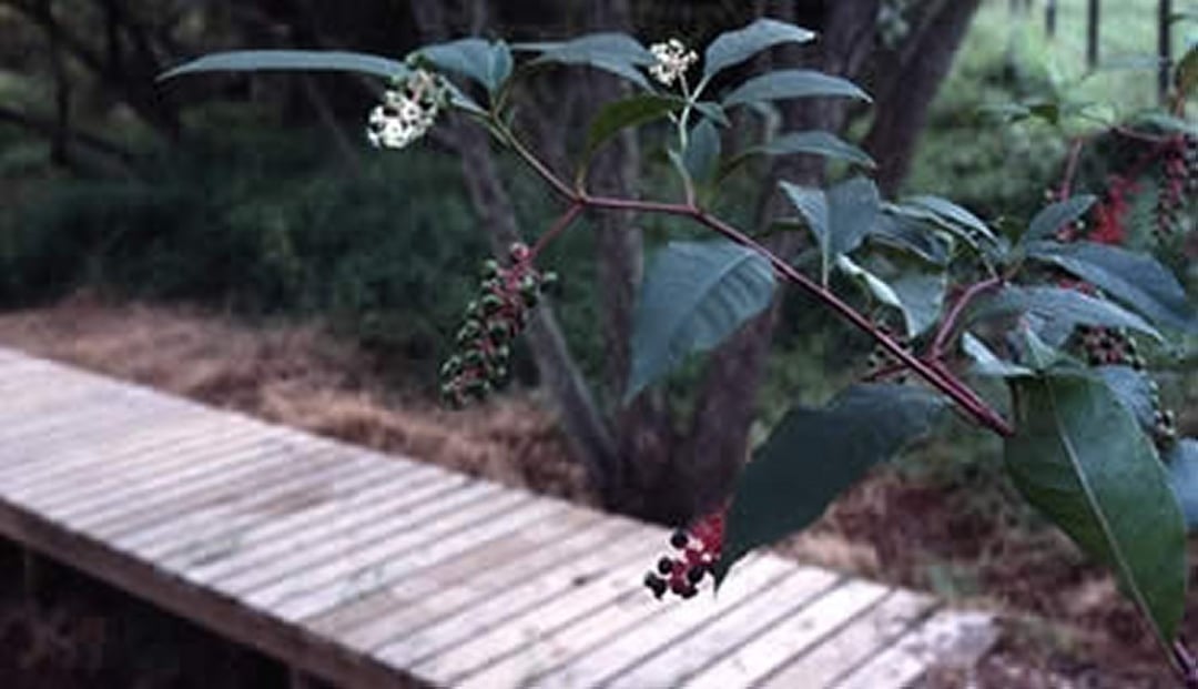 Range Plants of Temperate North America - Range Plants of Temperate ...