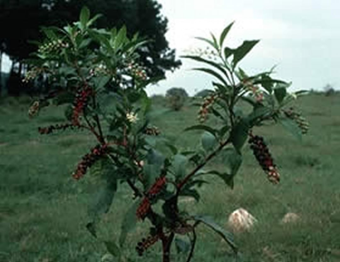 Range Plants of Temperate North America - Range Plants of Temperate ...