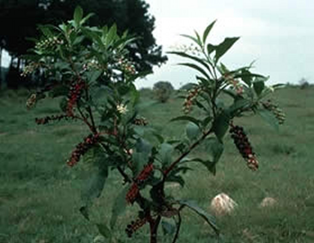 Image:Phytolacca americana (hierba carmín, hierba de la oblea), planta ...