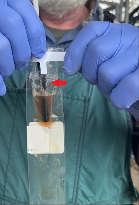 Trichomoniasis in Cattle - Reproductive System - MSD Veterinary Manual