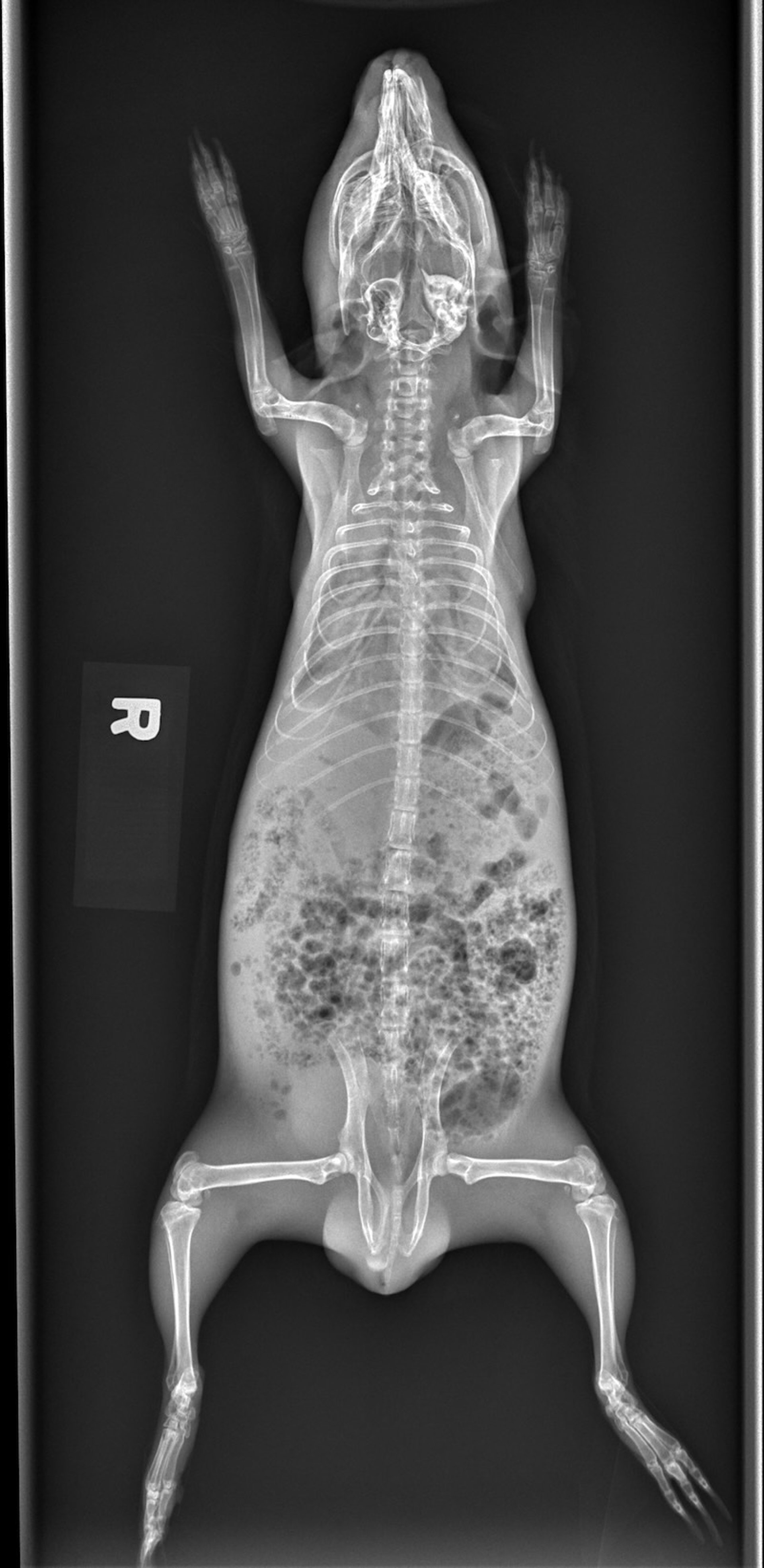 Infectious Diseases of Guinea Pigs - Exotic and Laboratory Animals ...