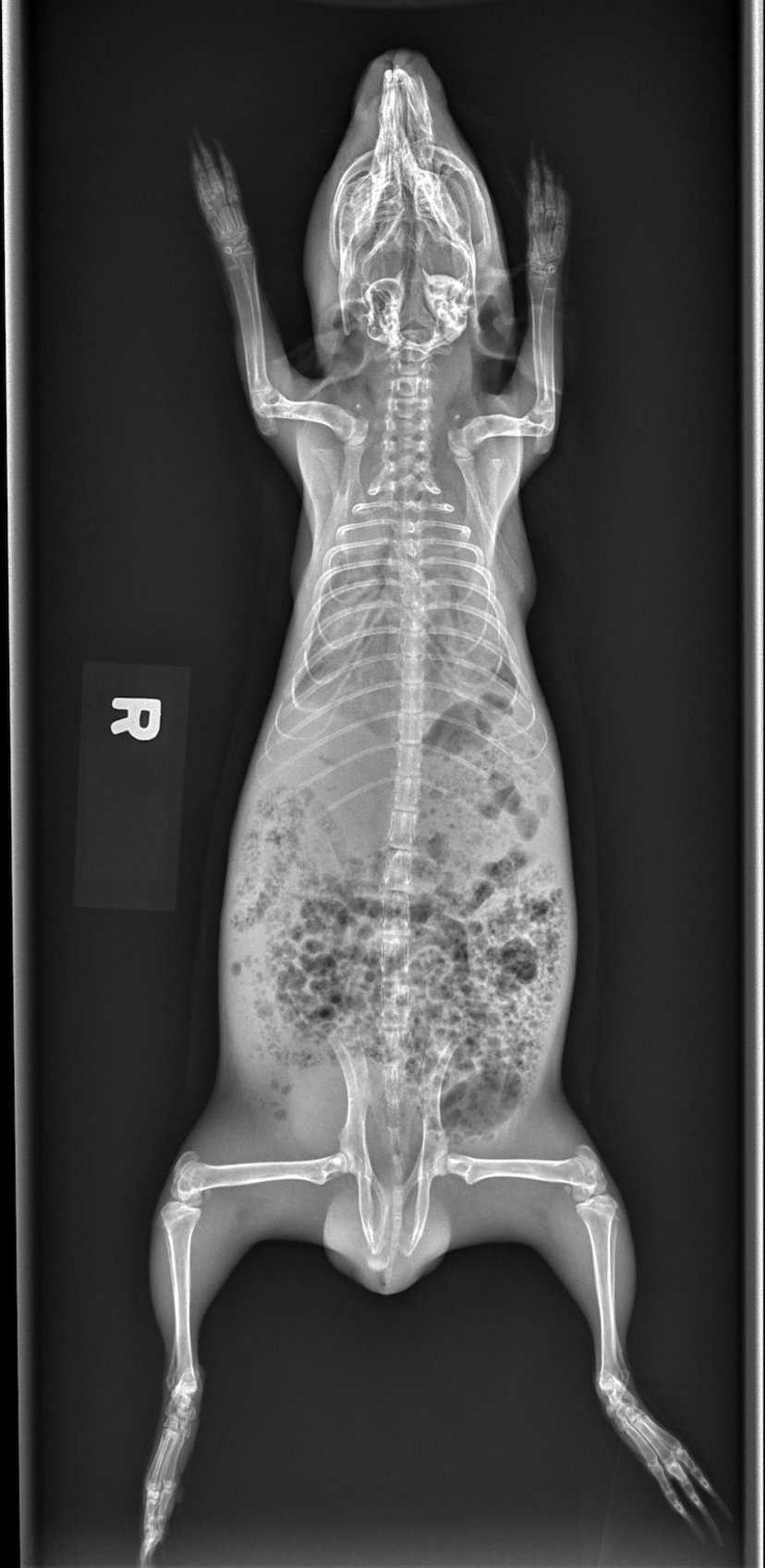 Infectious Diseases of Guinea Pigs - Exotic and Laboratory Animals ...