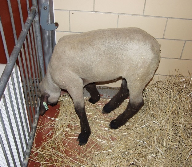 Image:Polioencephalomalacia, head pressing, lamb-MSD Veterinary Manual