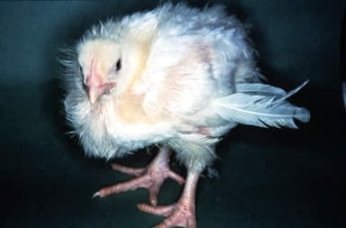 Multicausal Enteric Disease of Poultry - Poultry - MSD Veterinary Manual