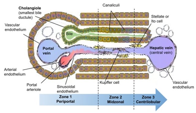 Biliary Tree (Biliary Tract): Intrahepatic and Extrahepatic Components ...
