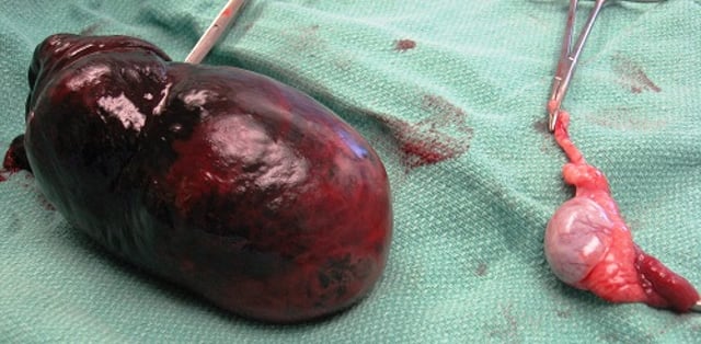 Image:Postoperative cryptorchid testicle and normal testicle, dog-MSD ...