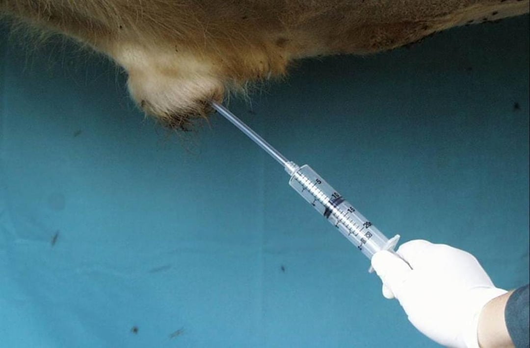 Image:Prepuce sampling, wet method, bull-MSD Veterinary Manual