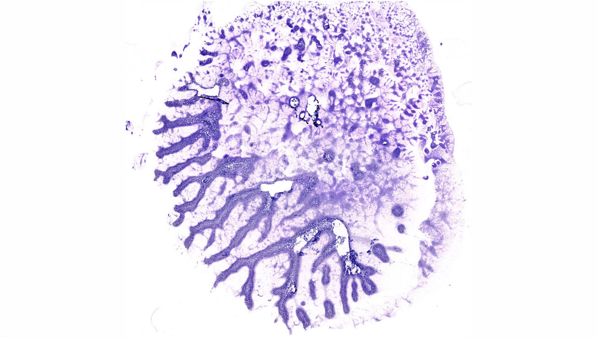 Collection and Submission of Laboratory Samples from Animals - Clinical ...