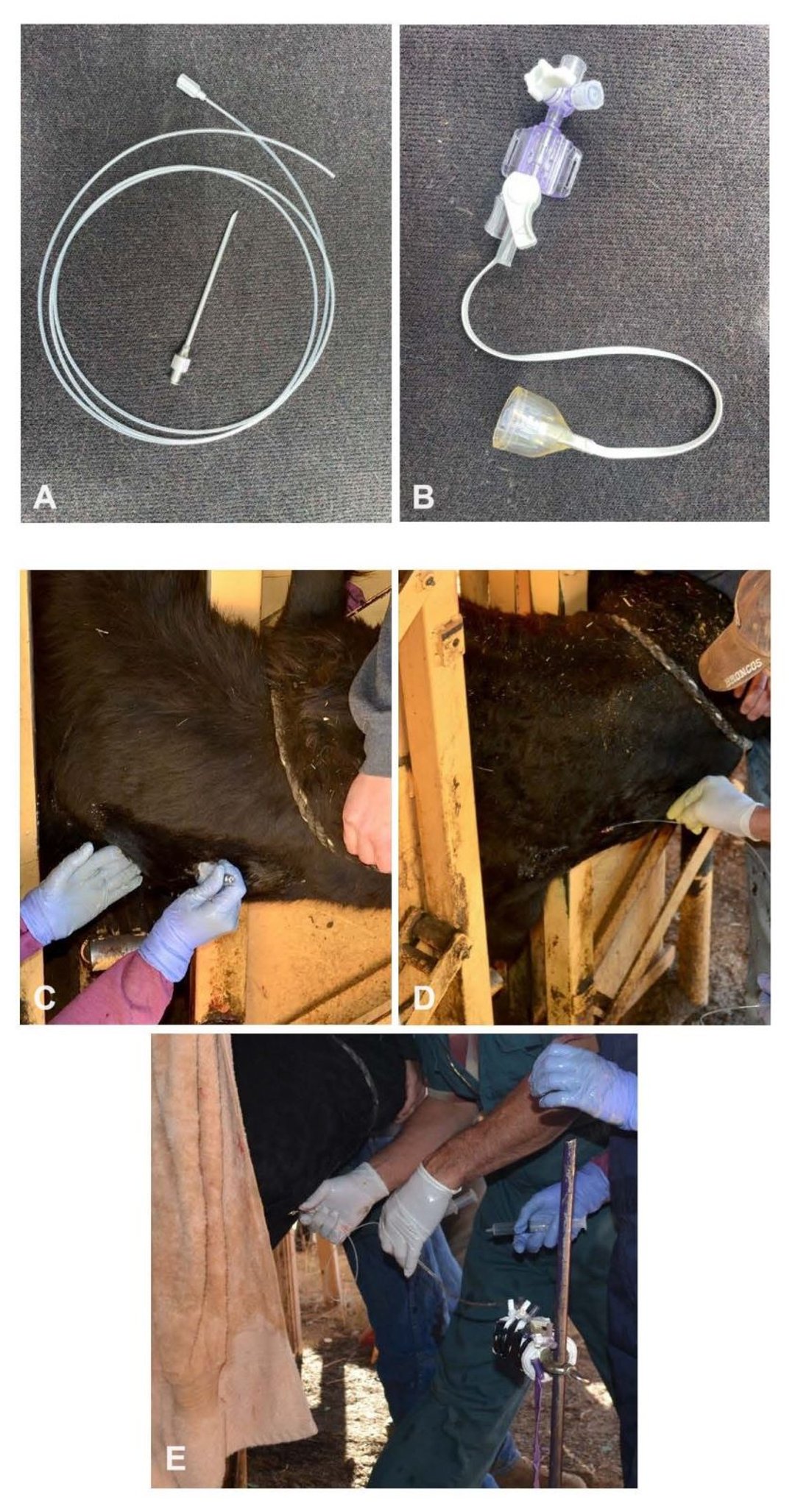 Image:Pulmonary arterial pressure (PAP) testing-MSD Veterinary Manual