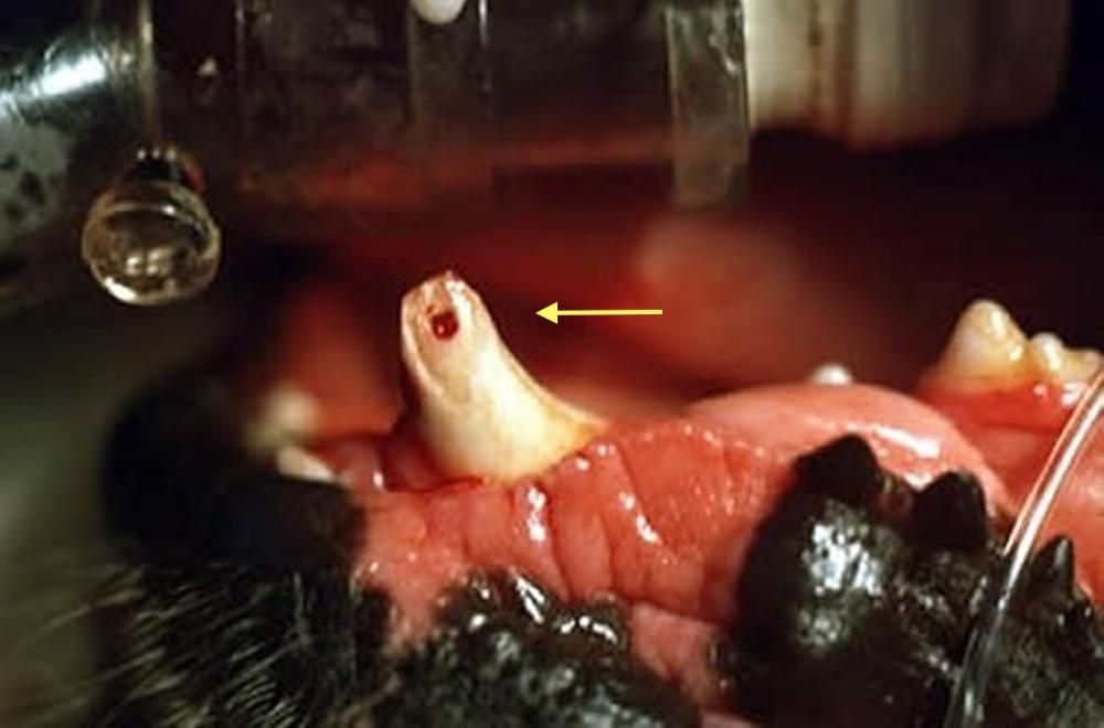 Image:Pulpitis, crown fracture, dog-Merck Veterinary Manual