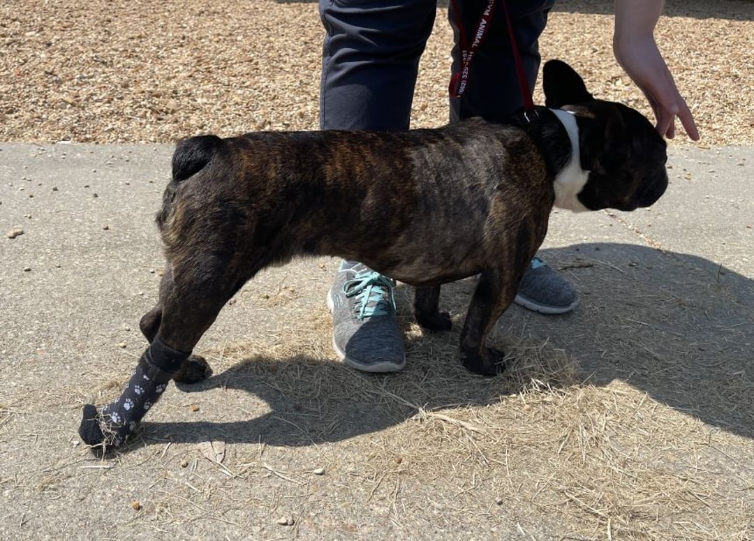 Image:Quadriceps muscle contracture, dog-Merck Veterinary Manual