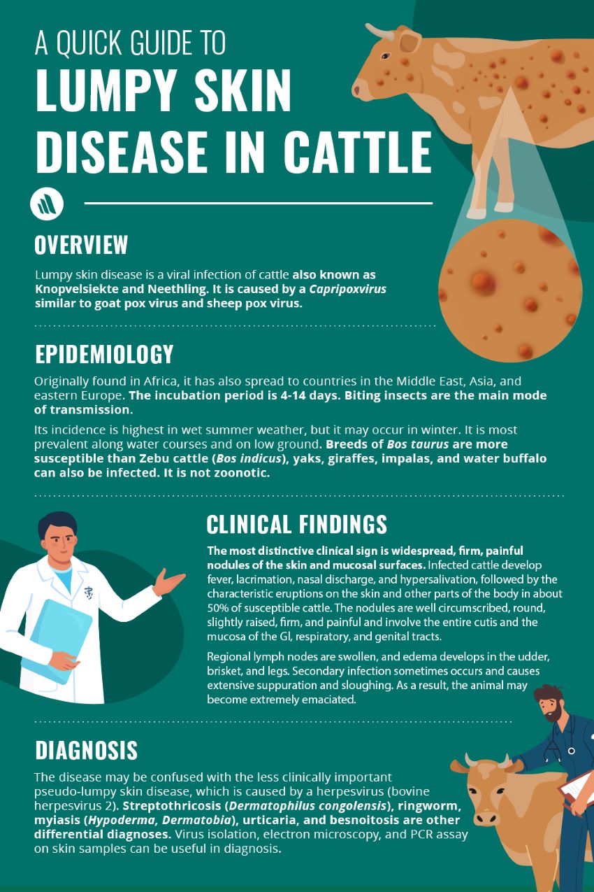 Lumpy Skin Disease in Cattle - Integumentary System - MSD Veterinary Manual