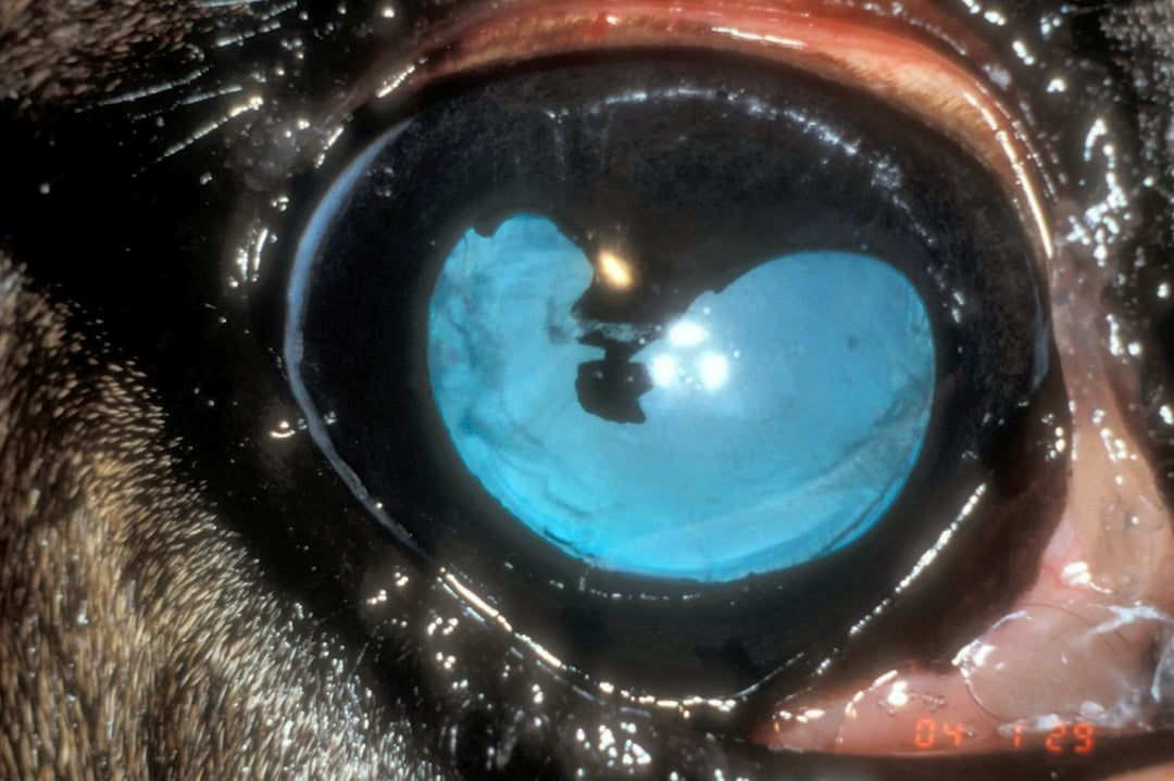 Image:Recurrent uveitis, horse-MSD Veterinary Manual