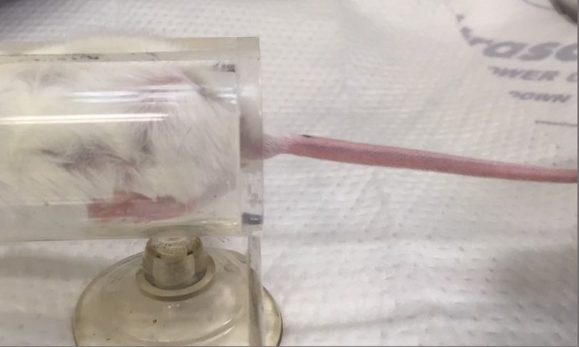 Image:Blood collection from tail vein, mouse restraint-MSD Veterinary ...