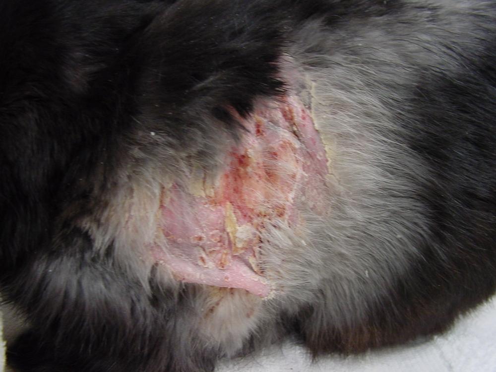 Image:Ringworm, rabbit-MSD Veterinary Manual