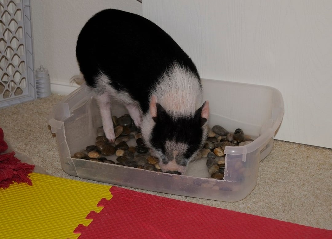 Image:Rooting box for miniature pet pig-MSD Veterinary Manual