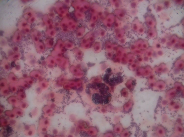 Bacterial Diseases of Fish - Exotic and Laboratory Animals - MSD ...