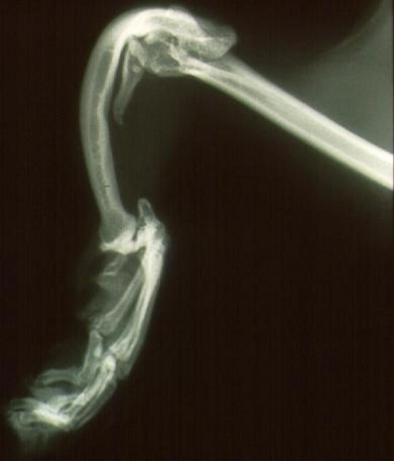 Image:Hemimelia, lateral radiograph of forelimb, dog-MSD Veterinary Manual
