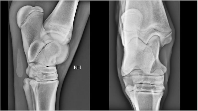 Image:Radiographs, tarsus, horse-Merck Veterinary Manual