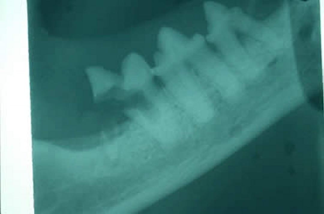 Image:Resorptive lesions (teeth), radiograph, cat-MSD Veterinary Manual