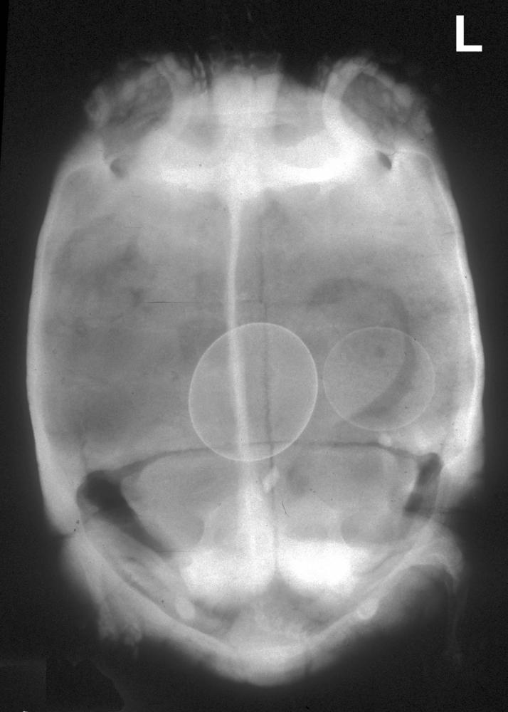 Image:Retained eggs, radiograph, tortoise-Merck Veterinary Manual