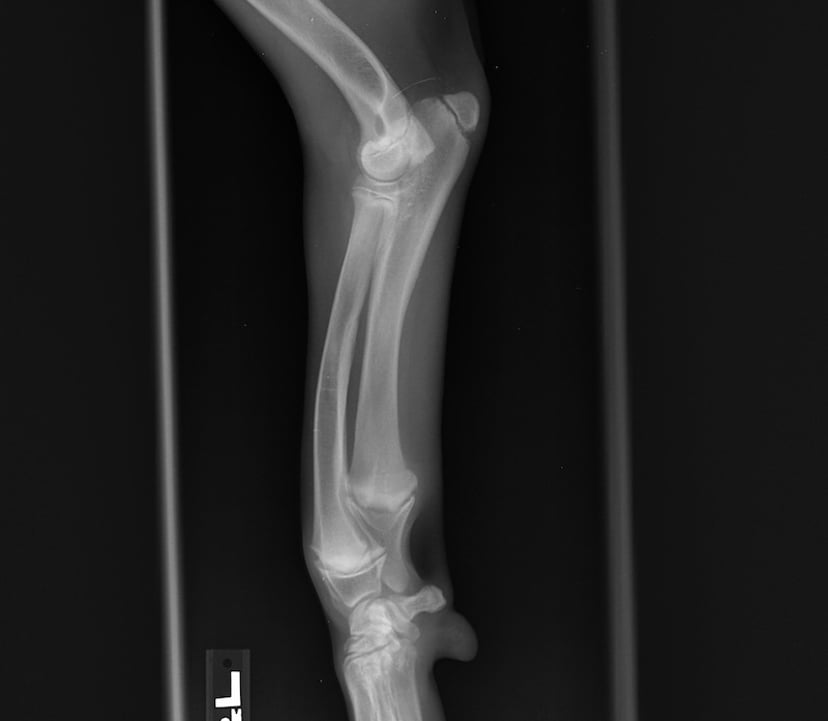 Image:Retained ulnar cartilage core, radiograph, dog-MSD Veterinary Manual